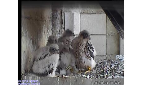 Smoothing feathers - Falcons for everyone 2026