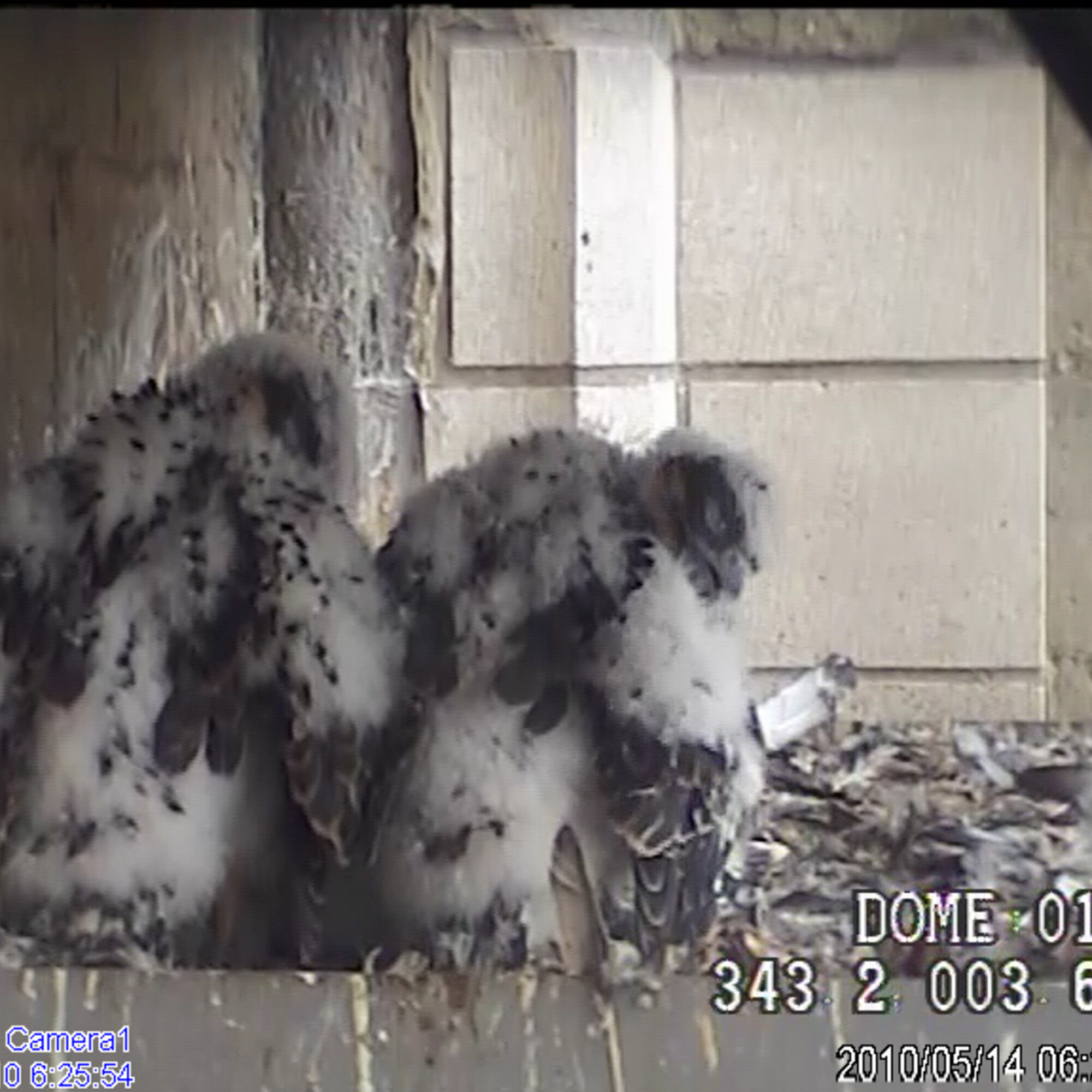 Smoothing feathers - Falcons for everyone 2026