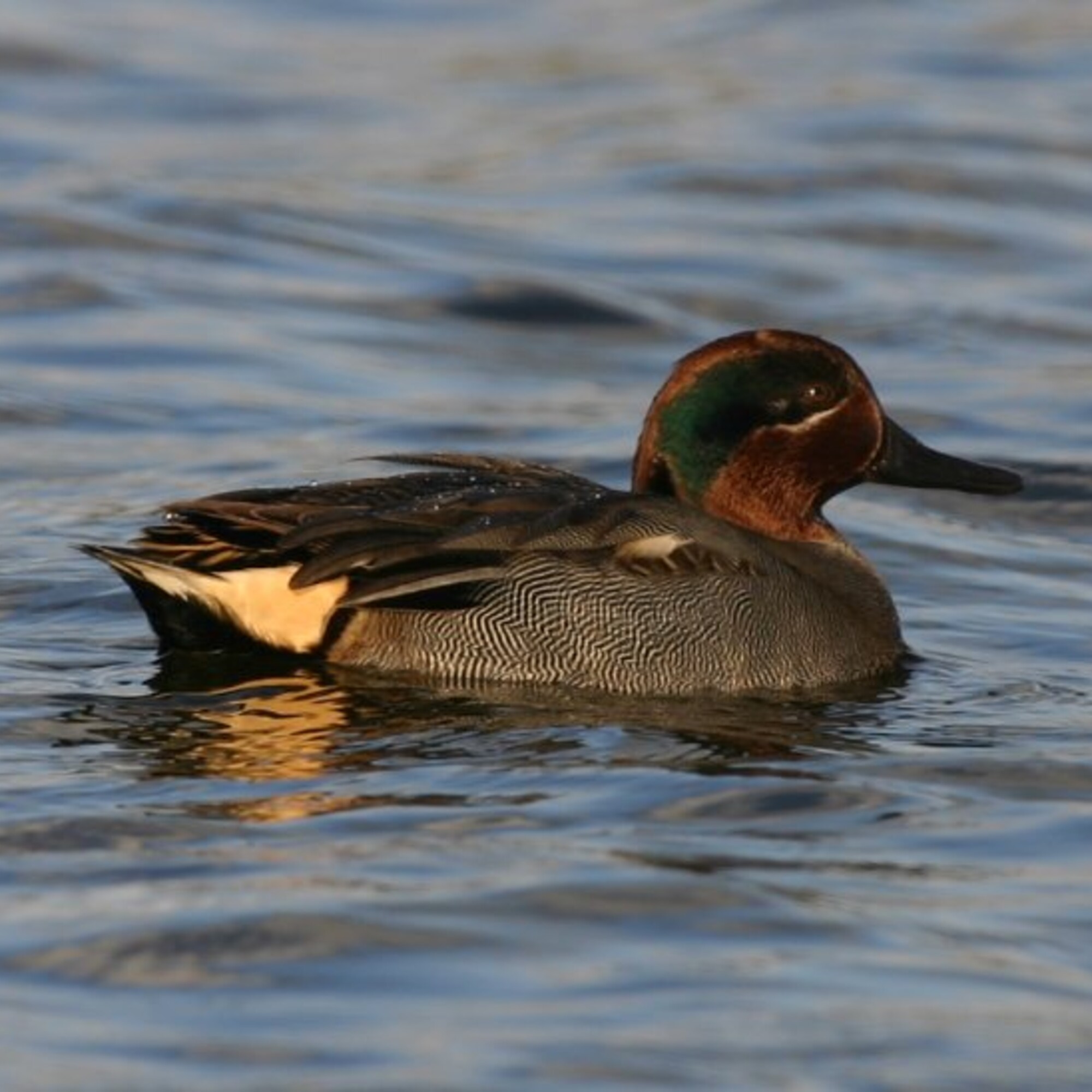 A Common Teal in the Tower ! - Falcons for everyone 2026
