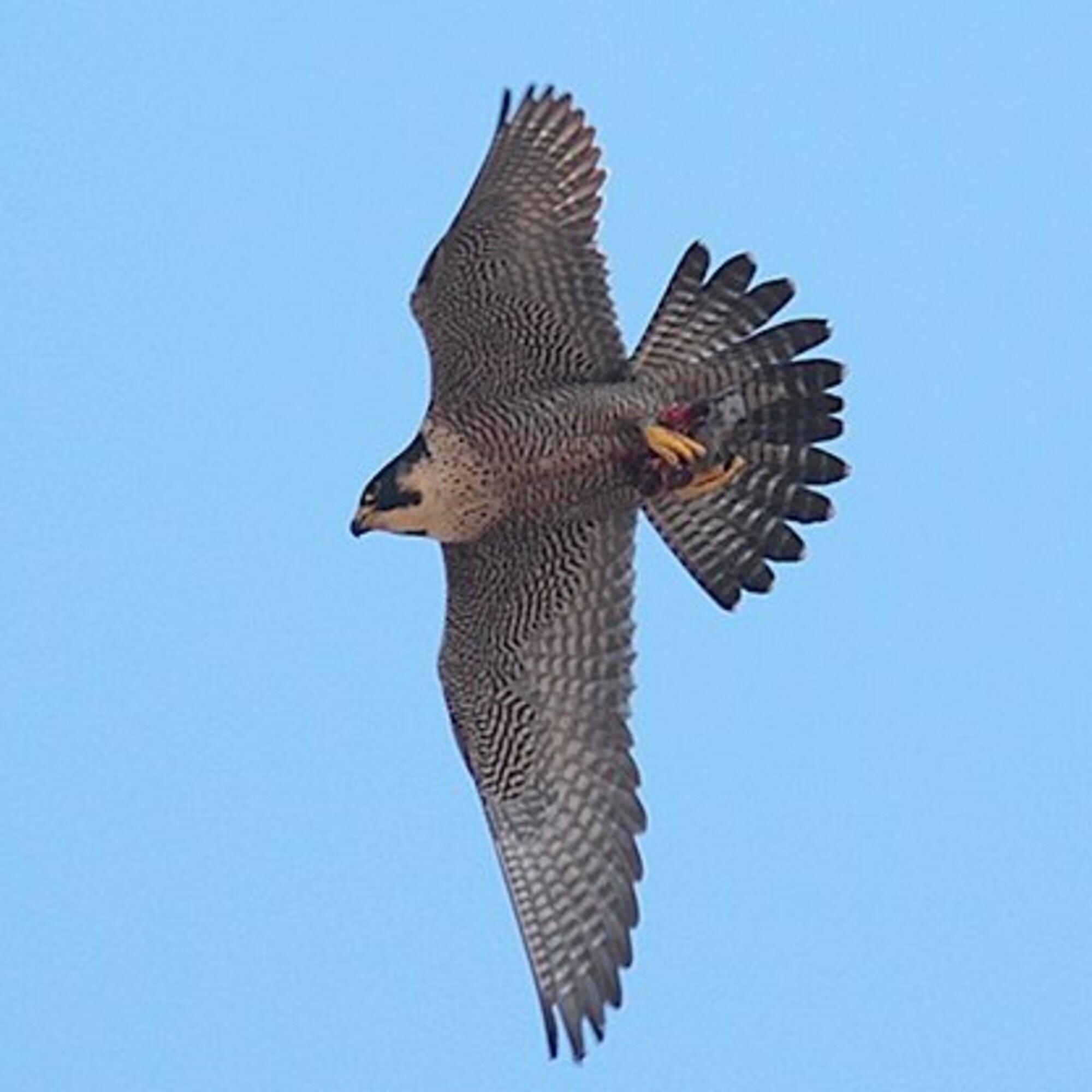 What are the differences between the male and female Peregrine ...