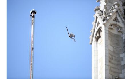 Falcon versus crow - Falcons for everyone 2026