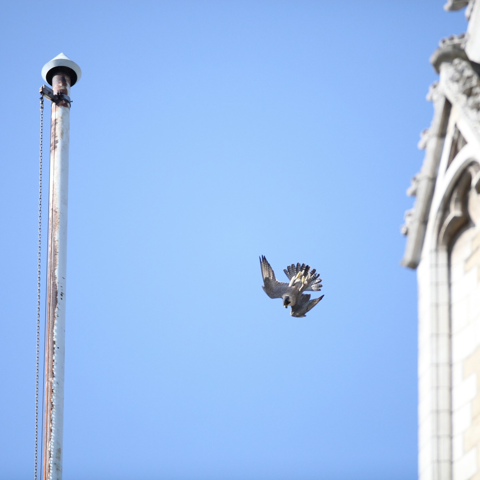 Falcon versus crow - Falcons for everyone 2026