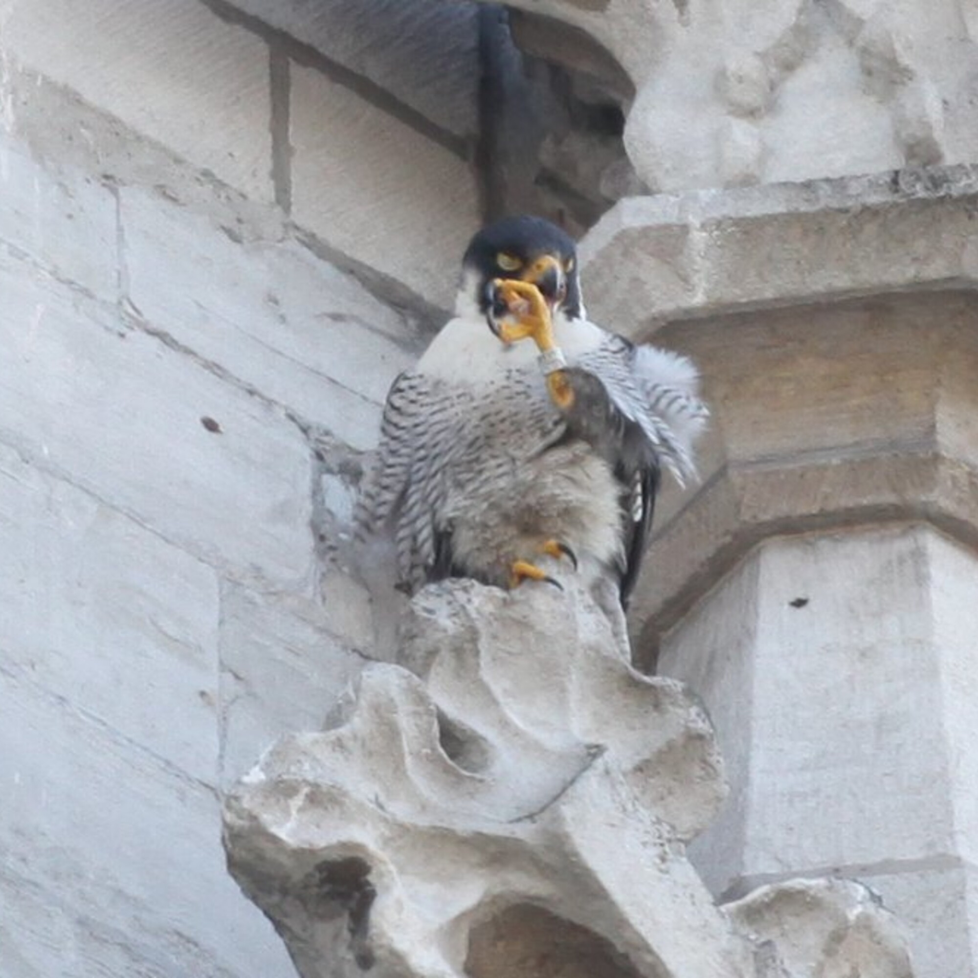 We deciphered the ring of the male! - Falcons for everyone 2025