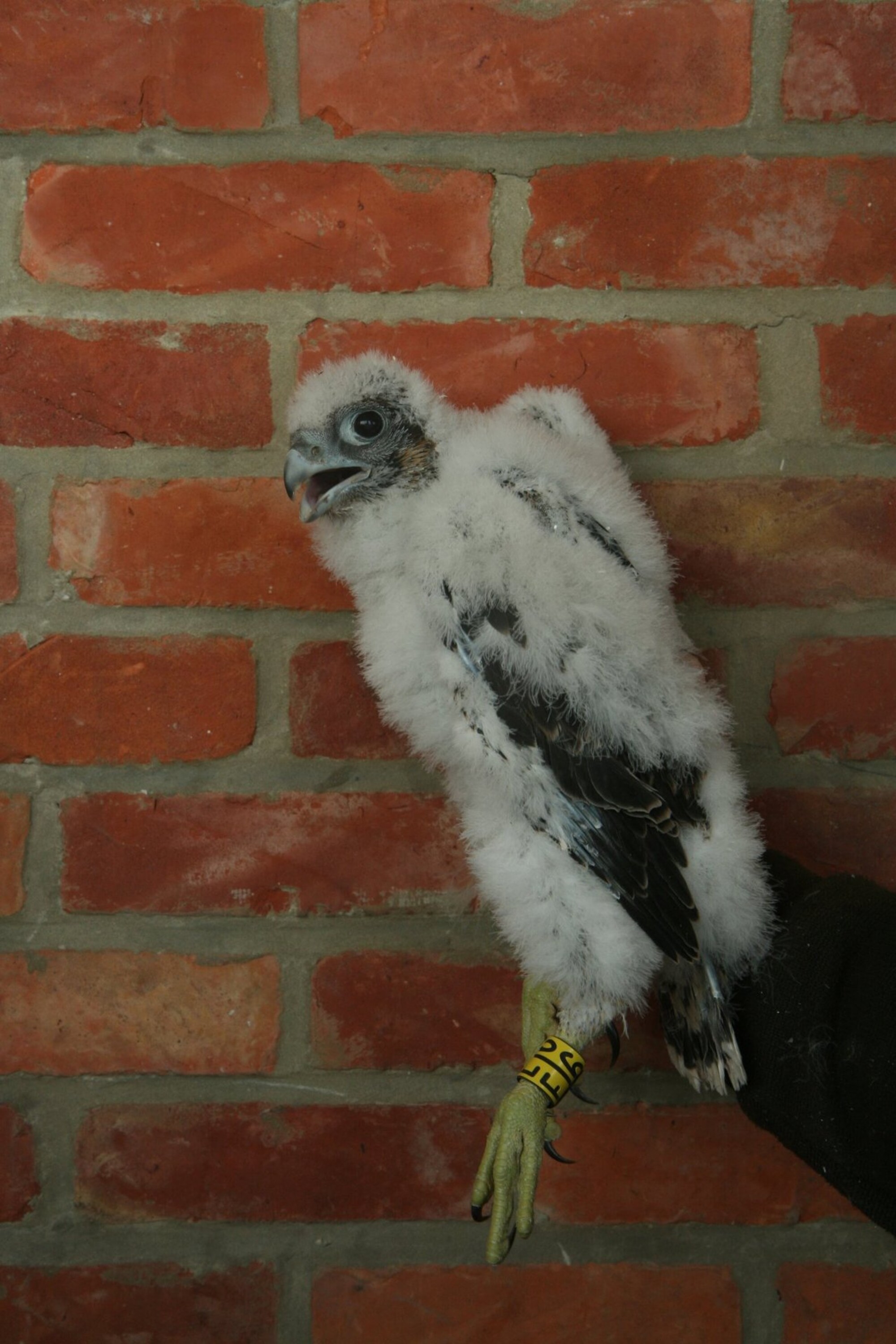 A new couple in Brussels - Falcons for everyone 2025
