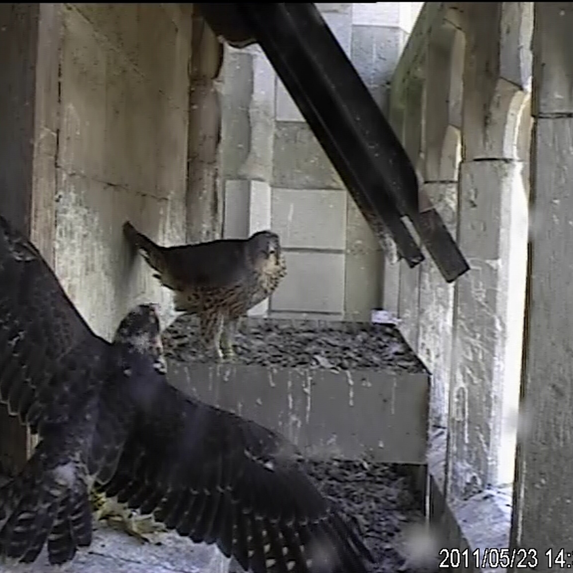 They definitely want to fly ! - Falcons for everyone 2025