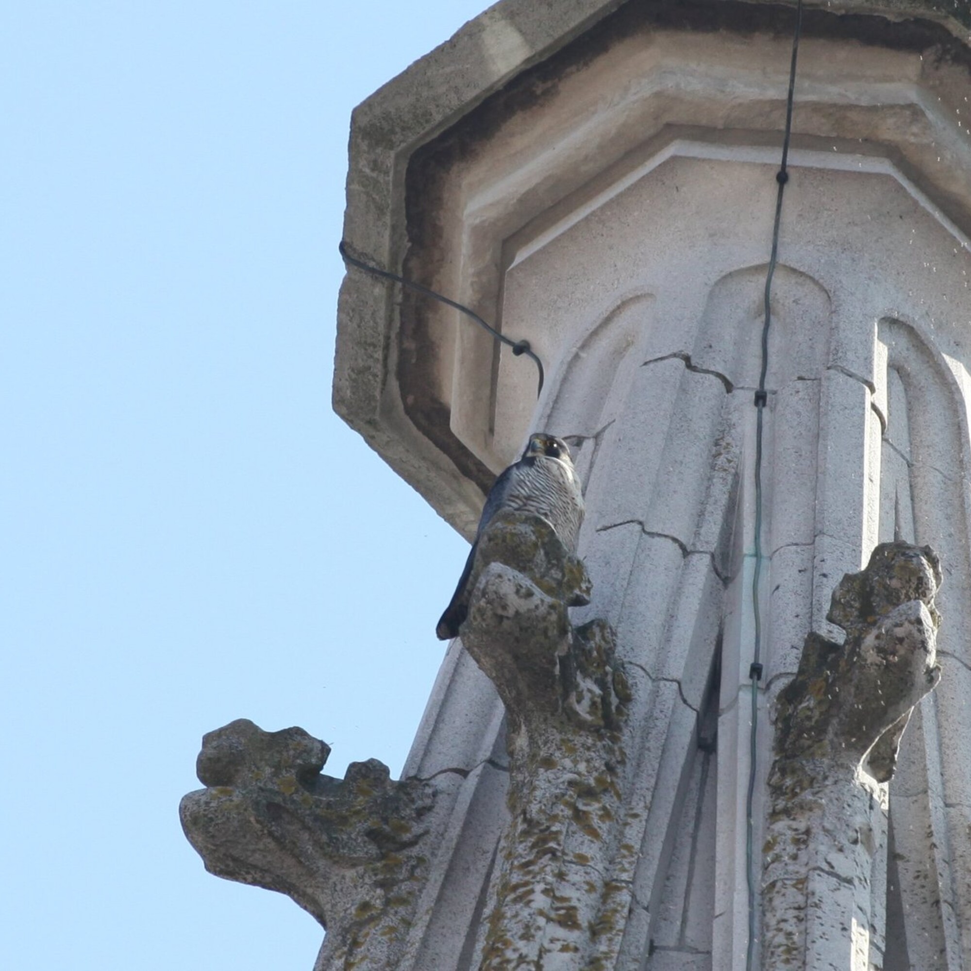 Anderlecht wins! - Falcons for everyone 2025