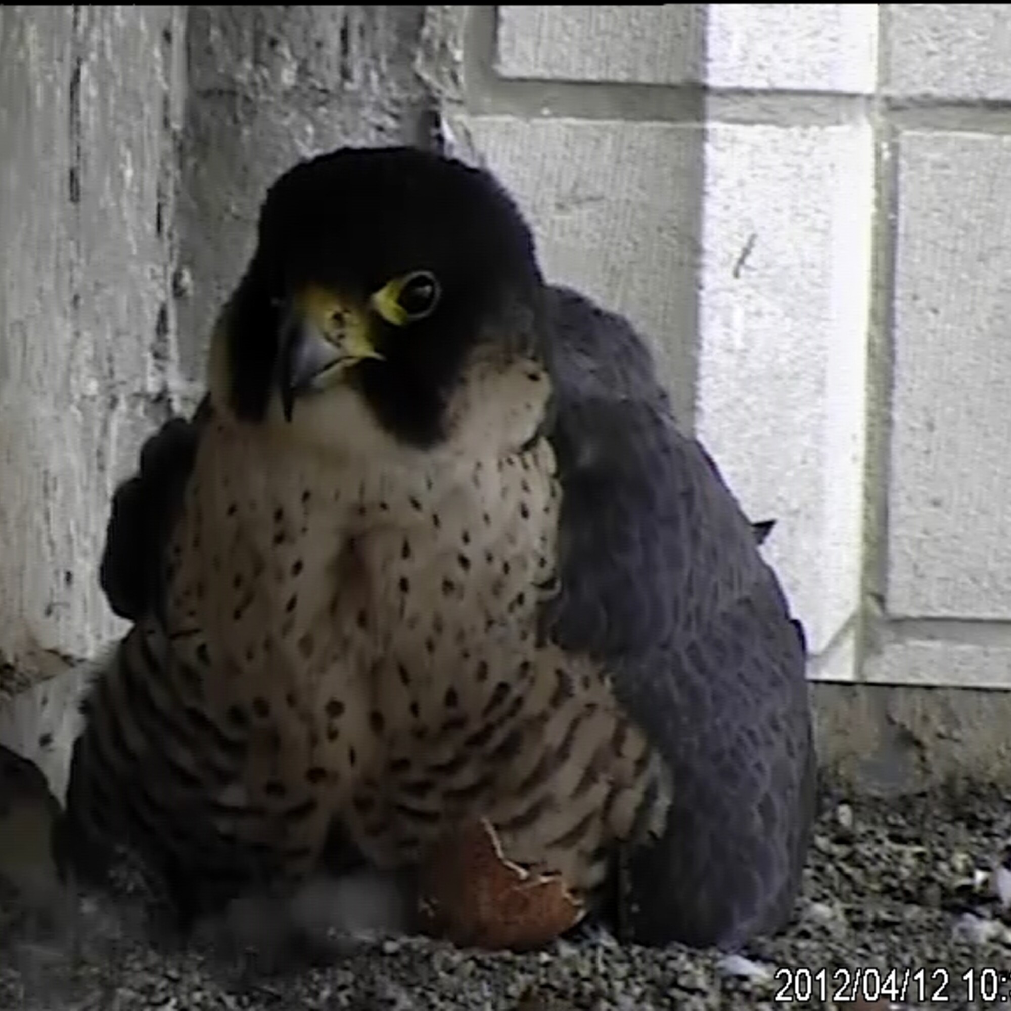 How do we distinguish the male from the female? - Falcons for everyone 2026