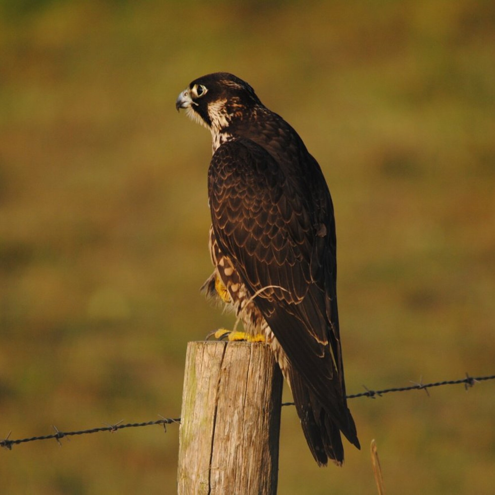 A falcon across the channel - Falcons for everyone 2025