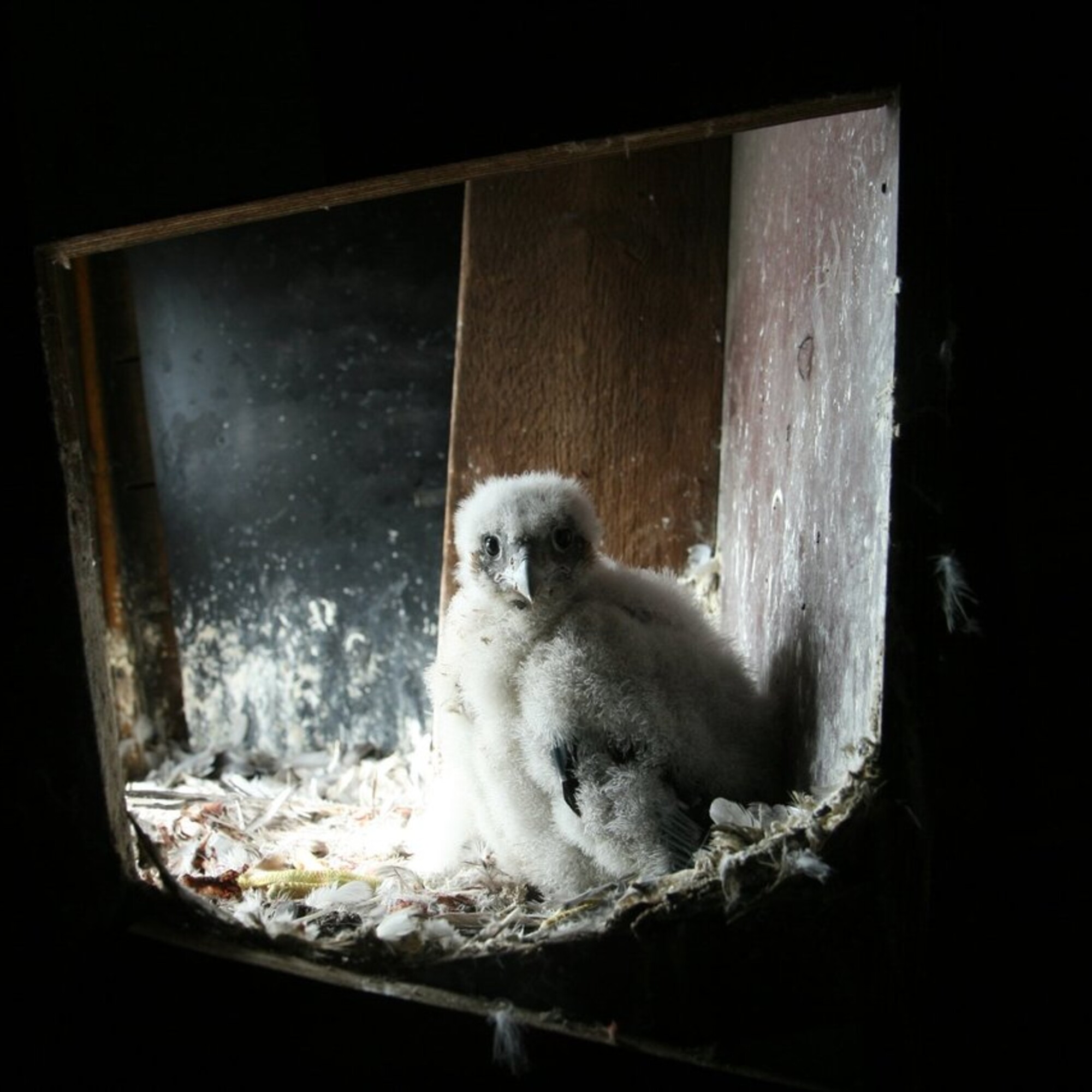 The miracle of St. Anthony - Falcons for everyone 2024