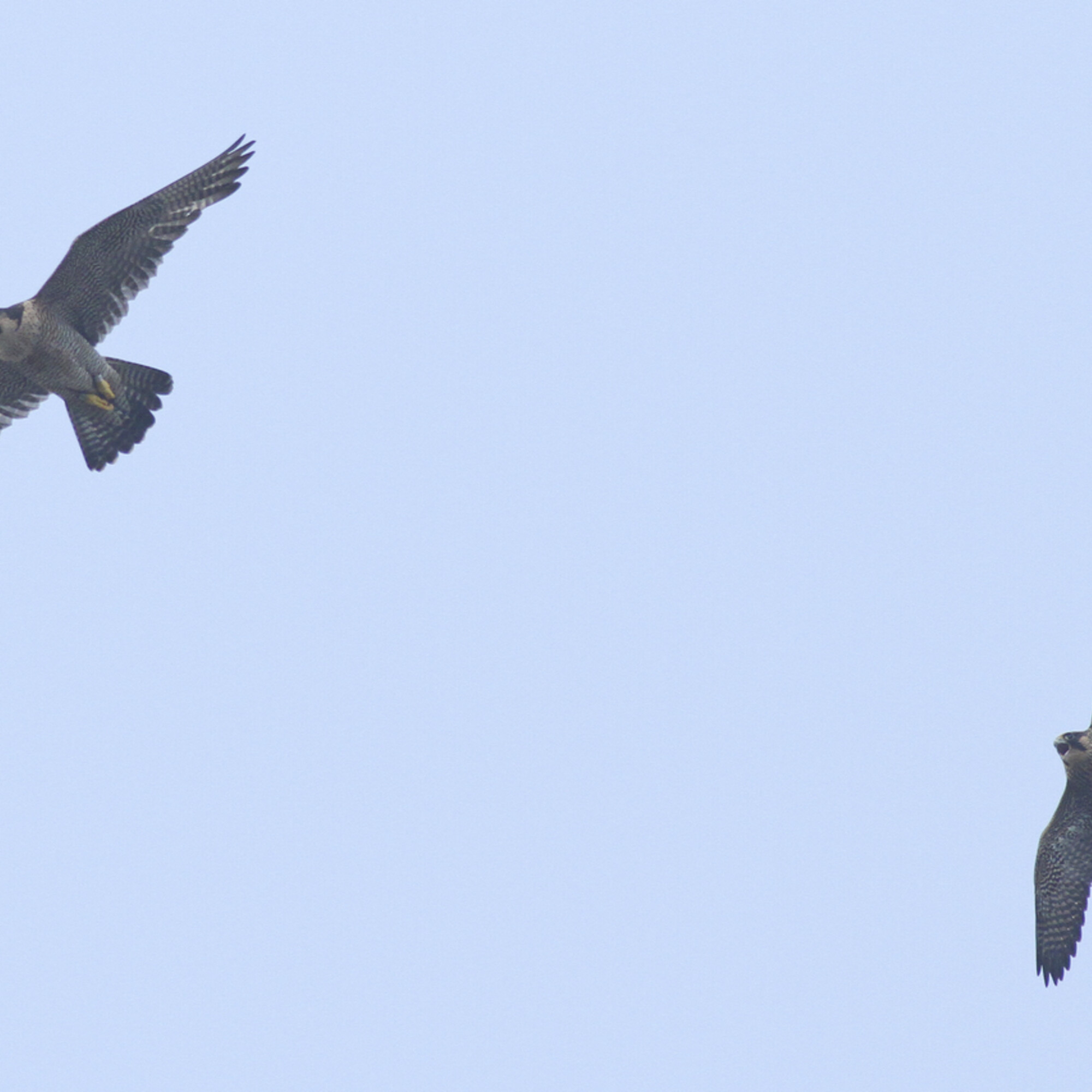 All falcons have left the nest. - Falcons for everyone 2025