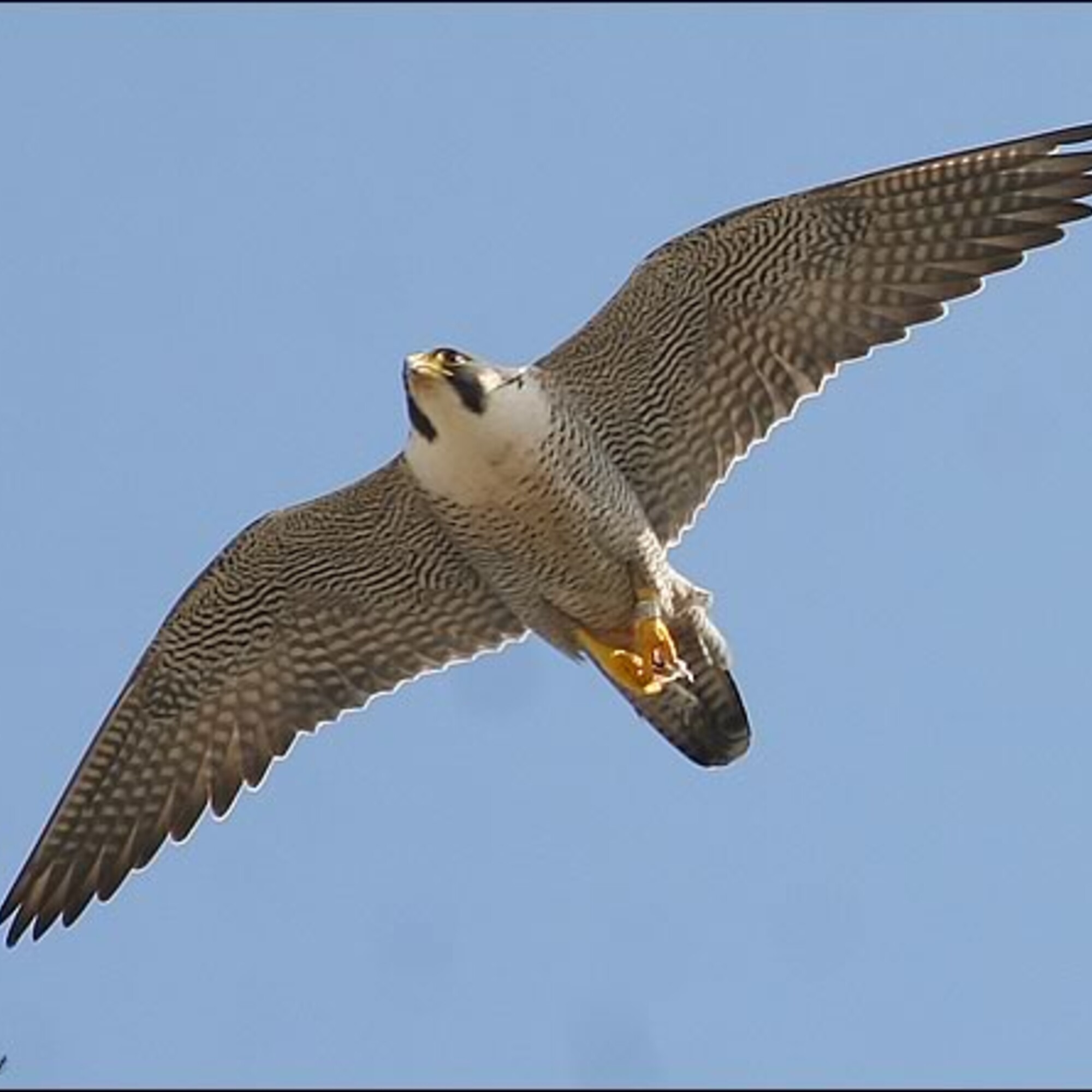 It's not easy for the male... - Falcons for everyone 2025