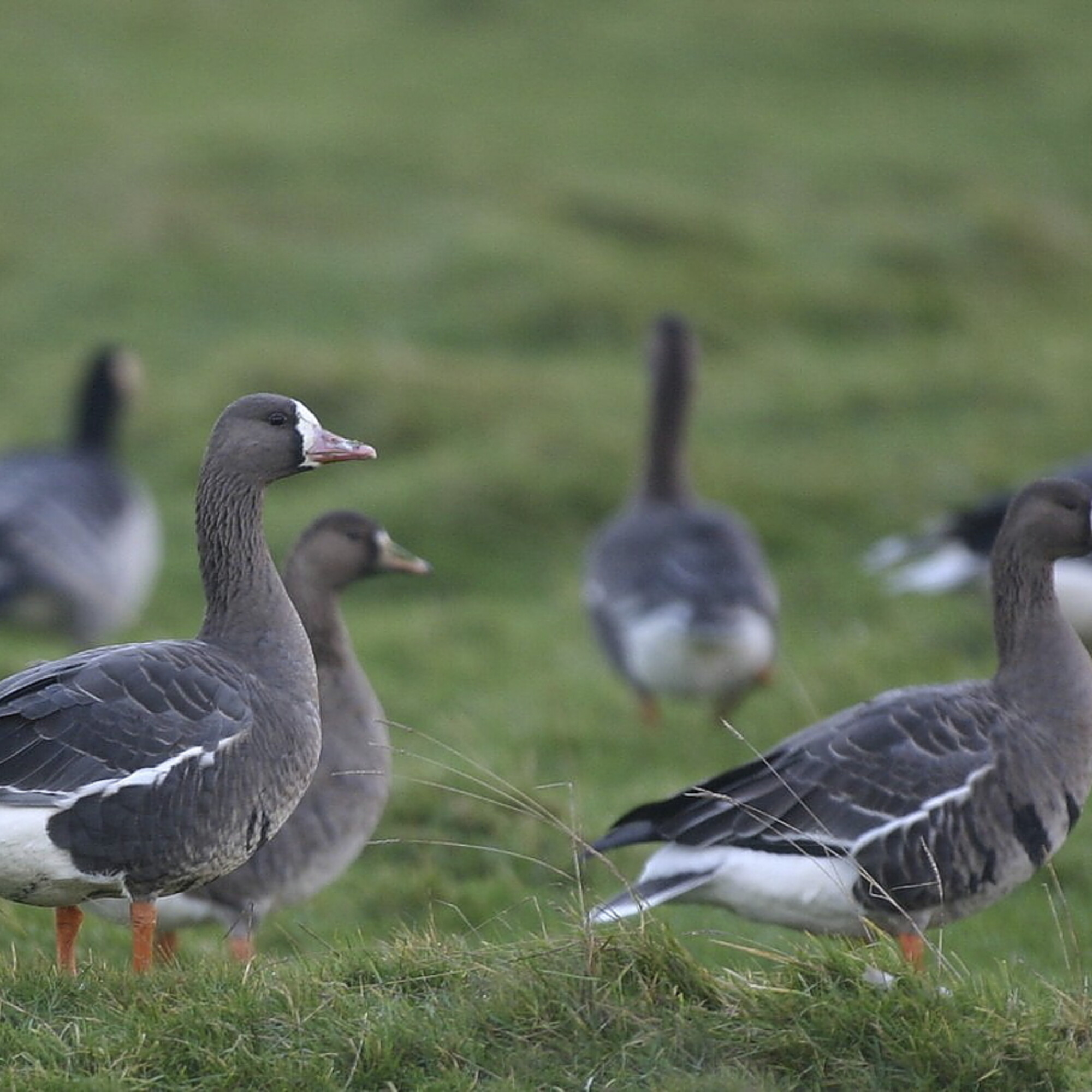 A super predator and a good neighbour - Falcons for everyone 2023