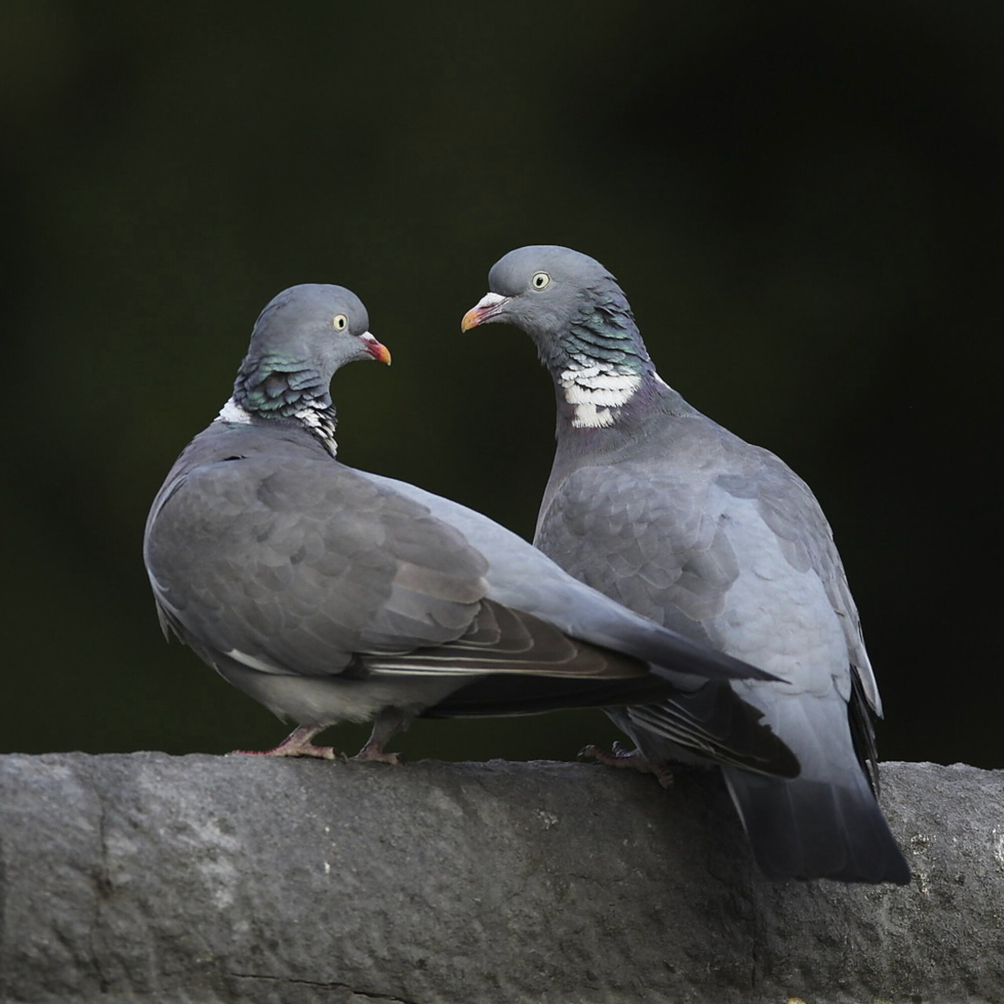 A super predator and a good neighbour - Falcons for everyone 2023