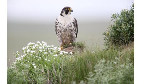Siberian Peregrines - Falcons for everyone 2026