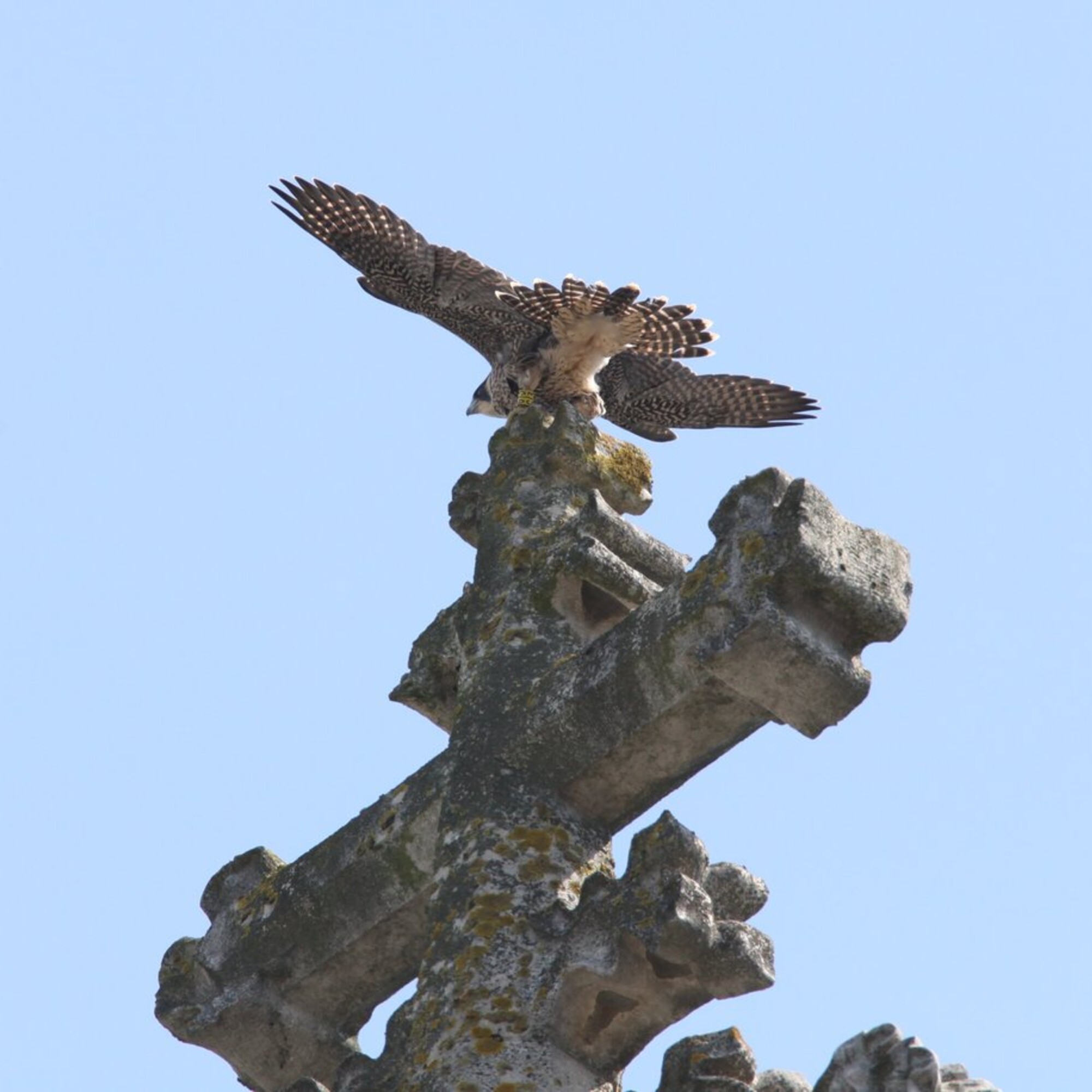 The three falcons are flying - Falcons for everyone 2026