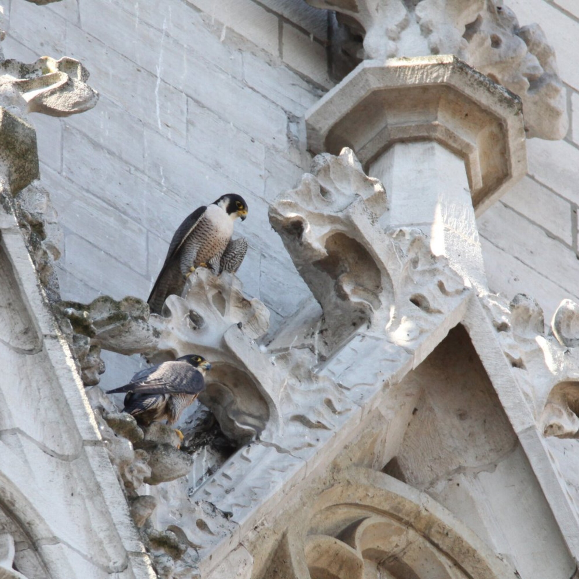 The three falcons are flying - Falcons for everyone 2025