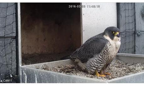 How to distinguish the male from the female peregrine falcon? - Falcons ...