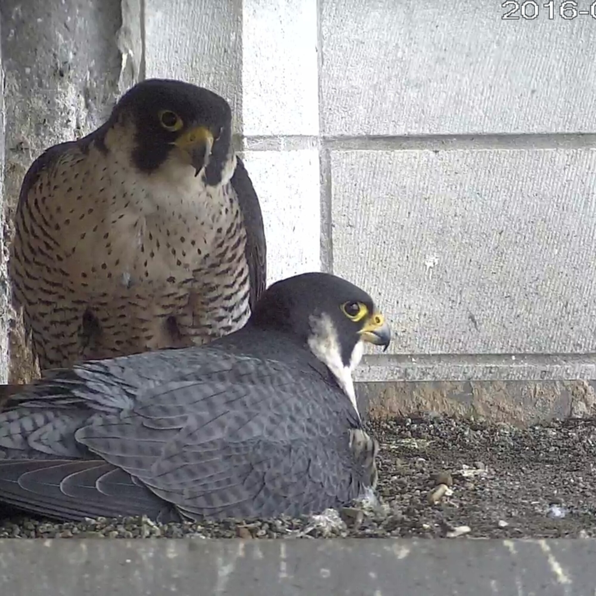 How to distinguish the male from the female peregrine falcon? - Falcons ...