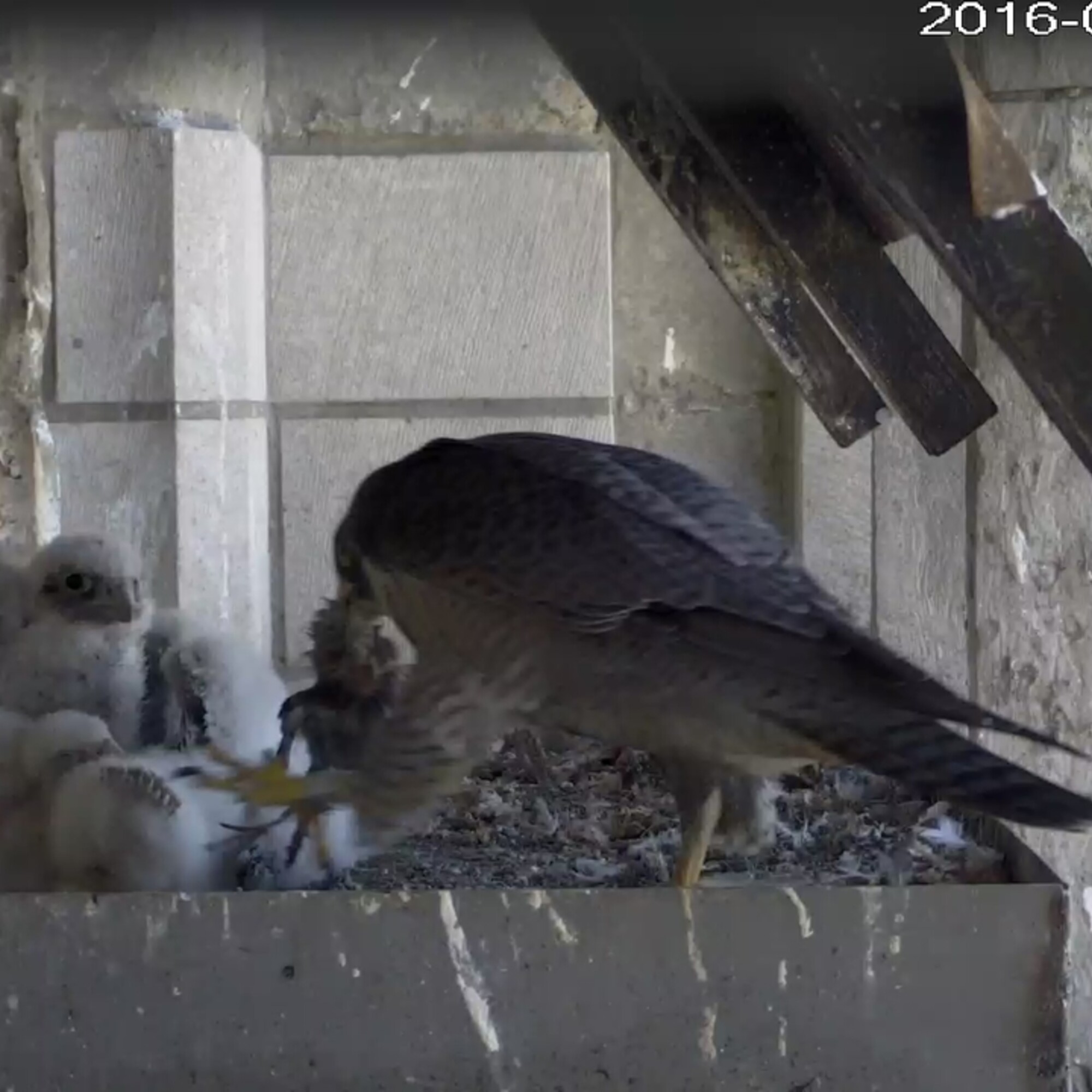 Ring ring, who’s there? The falcons of the cathedral! - Falcons for ...