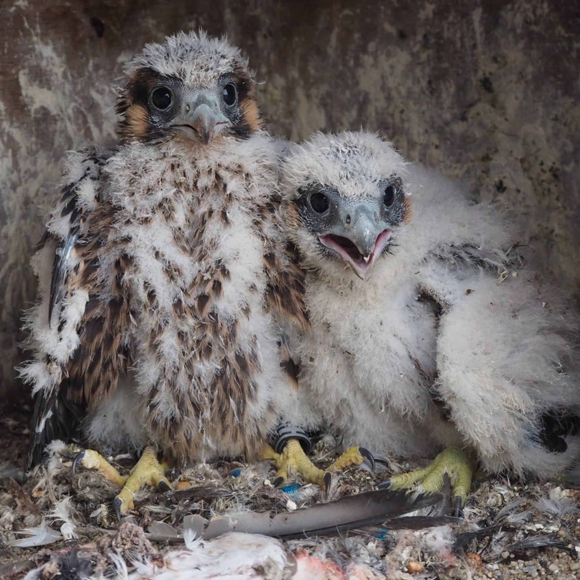 Ringing at Woluwe-Saint-Pierre - Falcons for everyone 2025