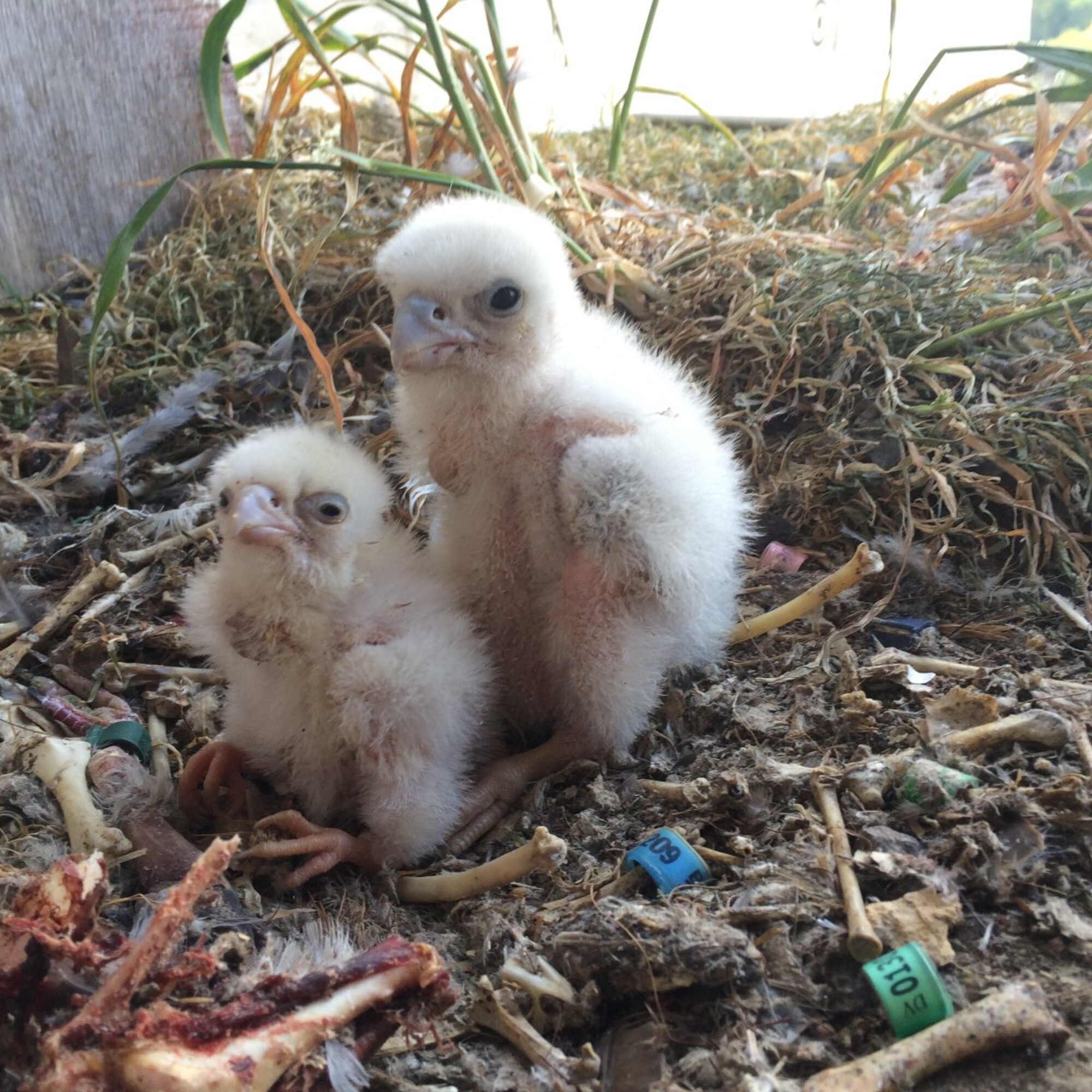 Electrical Falcons Falcons For Everyone 2025