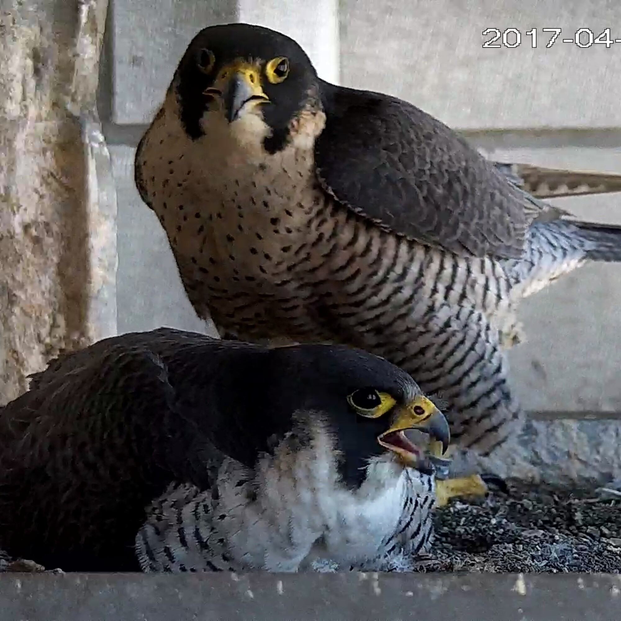 How can you distinguish between the male and the female Peregrine ...