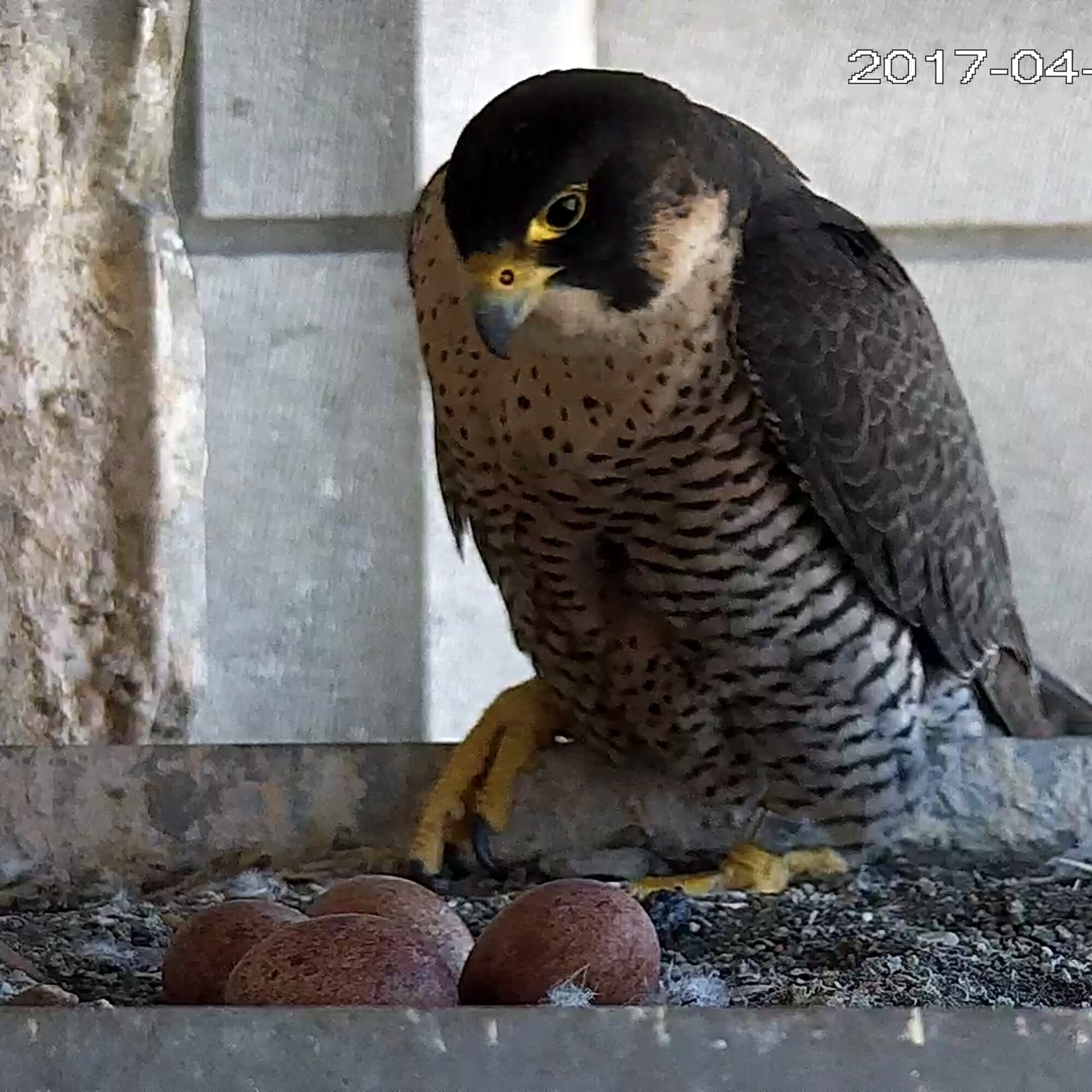 How can you distinguish between the male and the female Peregrine ...
