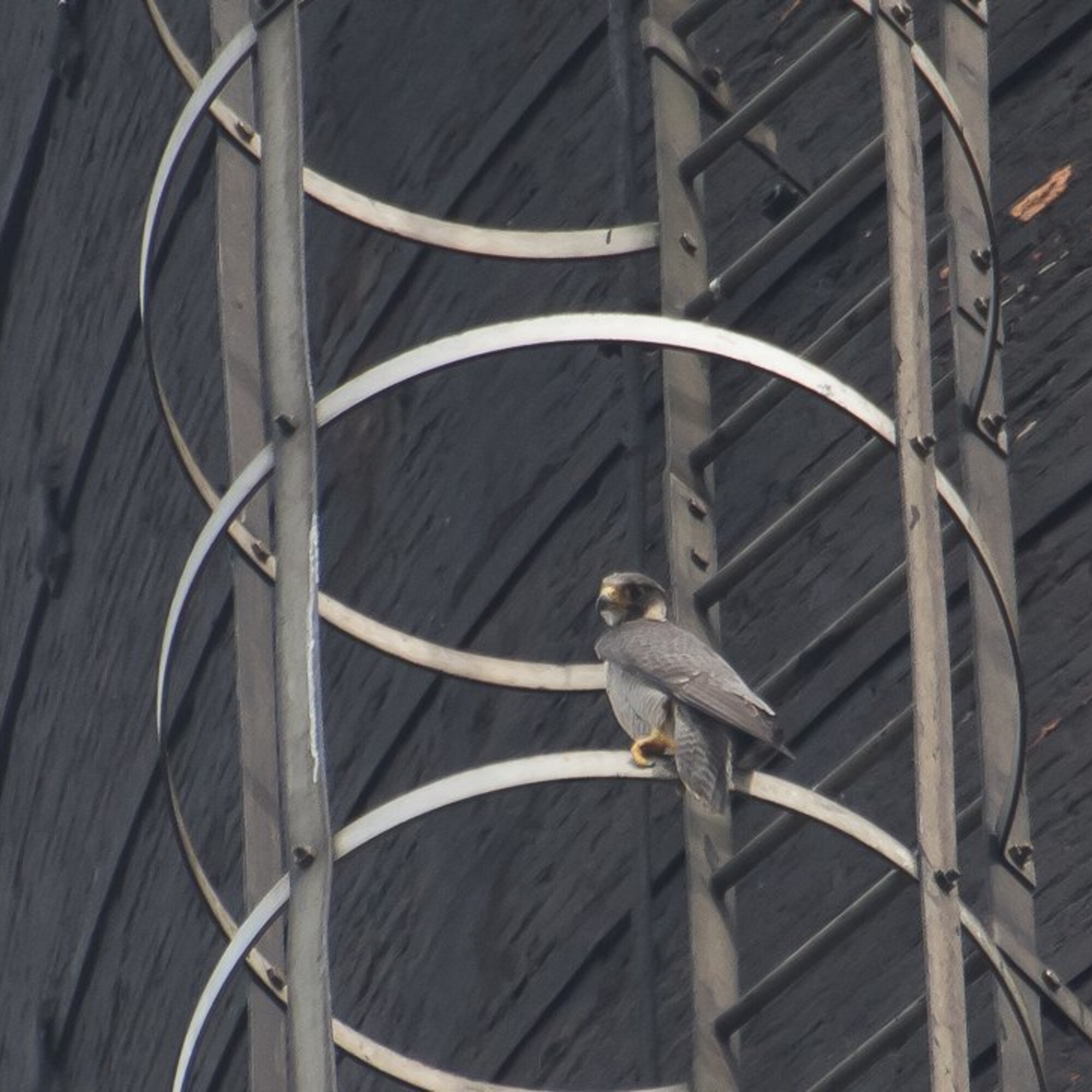 6 eggs! - Falcons for everyone 2025