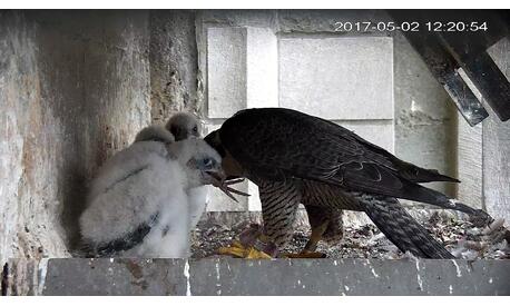 Pellets! - Falcons for everyone 2025