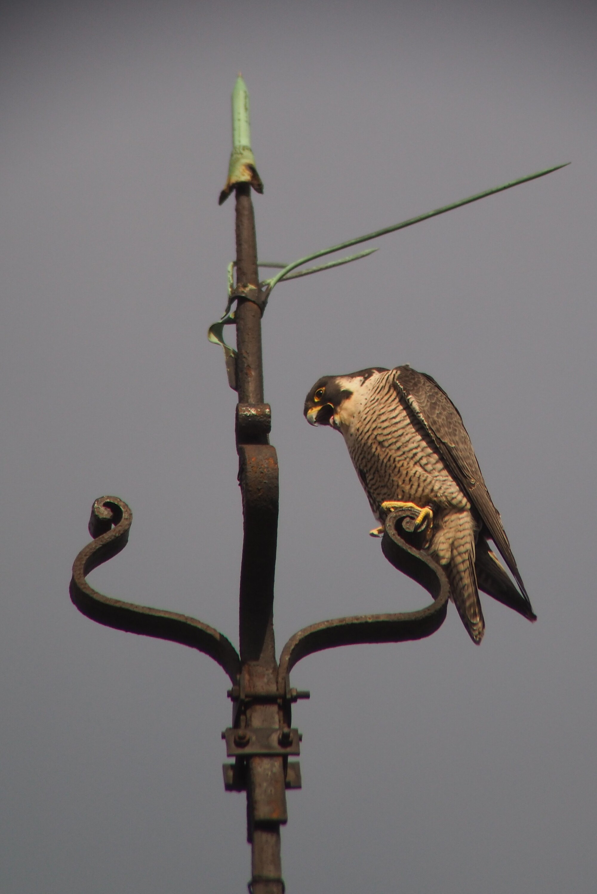 Pellets! - Falcons for everyone 2025